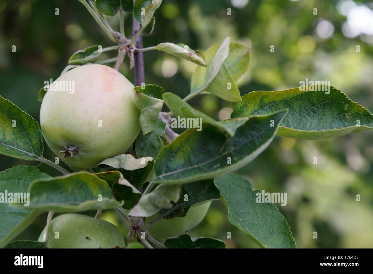 Close-up view of green unripe apple on the tree in the garden in summer ...
