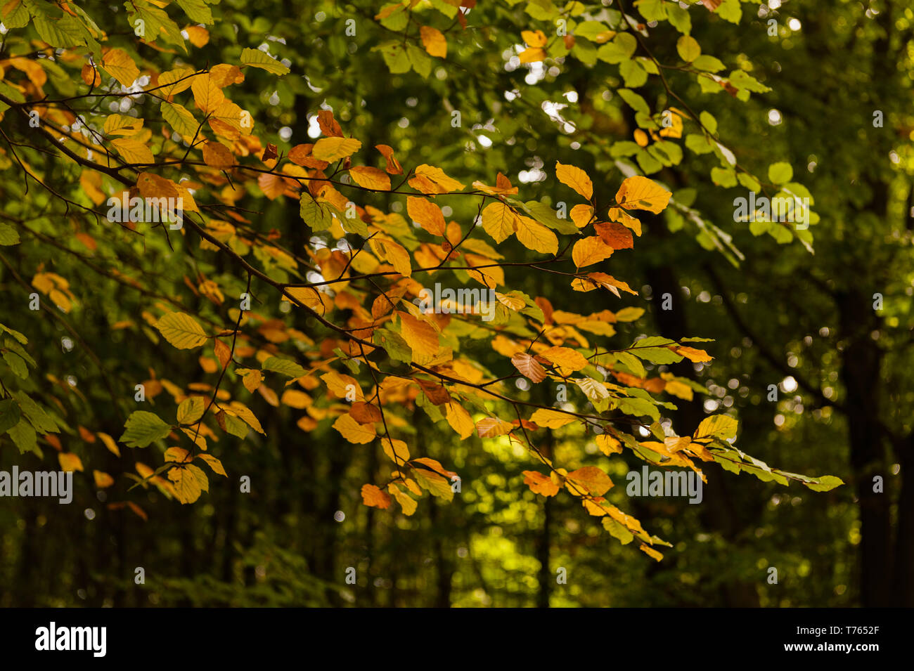 Leaf life cycle colours hi-res stock photography and images - Alamy