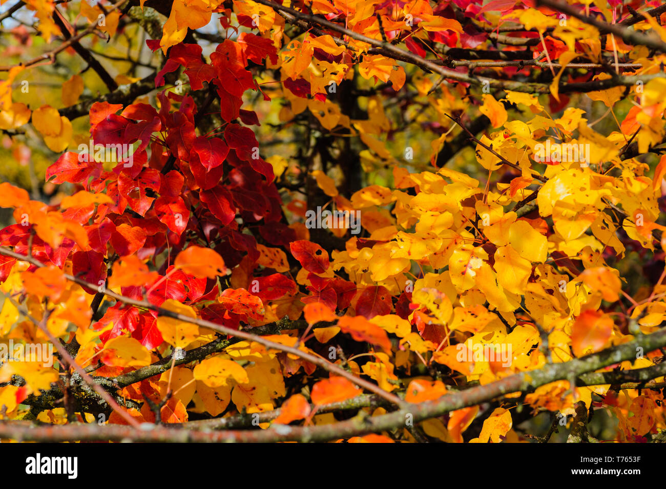Leaf life cycle colours hi-res stock photography and images - Alamy