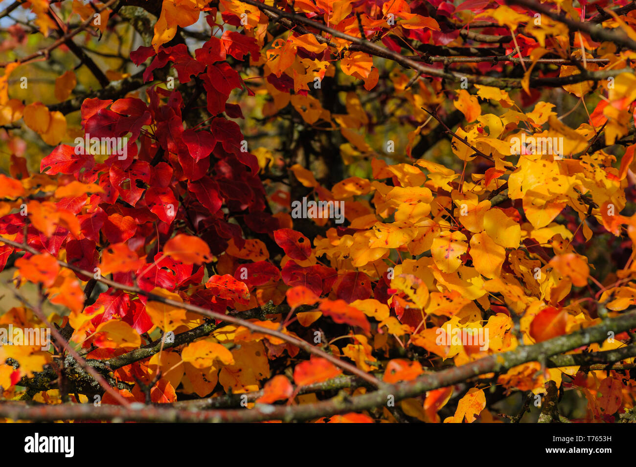 Leaf life cycle colours hi-res stock photography and images - Alamy