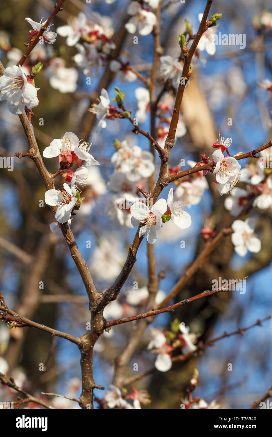 Branch of apricot tree in the period of spring flowering on blurred ...