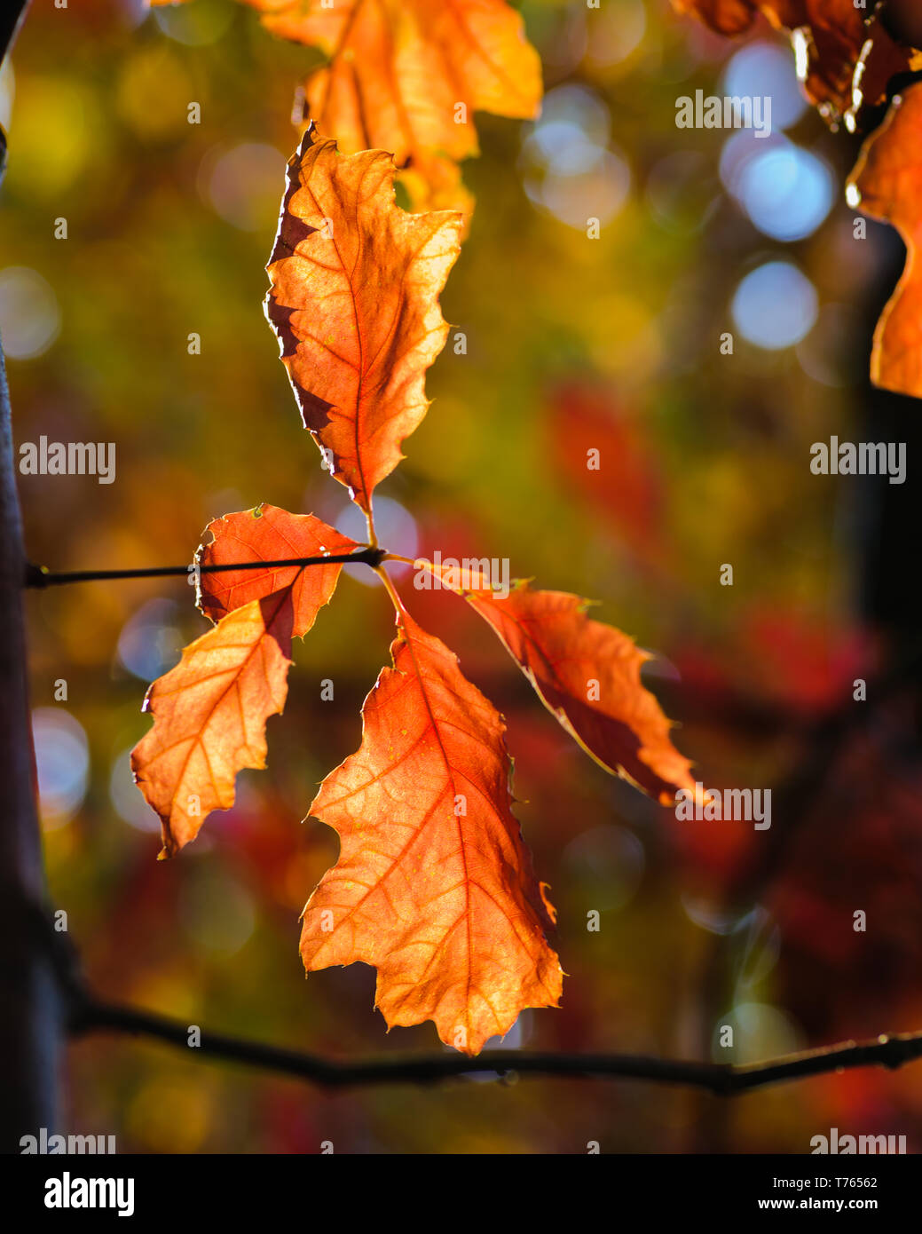 Contrast of shapes and colour hi-res stock photography and images - Alamy