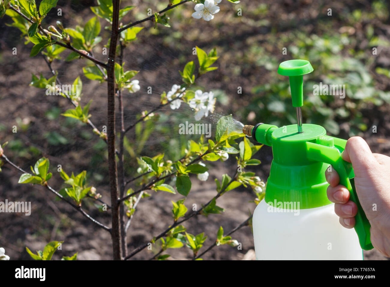 Farmer is sprinkling water solution on branches of apple tree with ...
