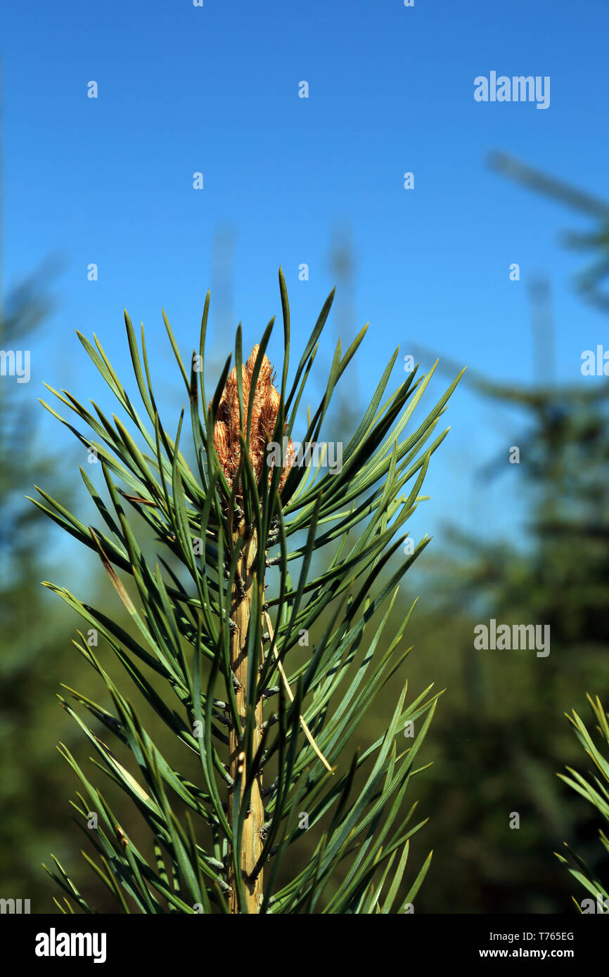 Branch of pine tree in Boltby Forest near Sneck Yate Bank, Boltby ...