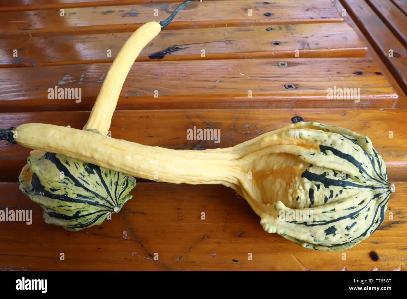 Organic miniature gourds, decorative ornamental pumpkins on wooden ...