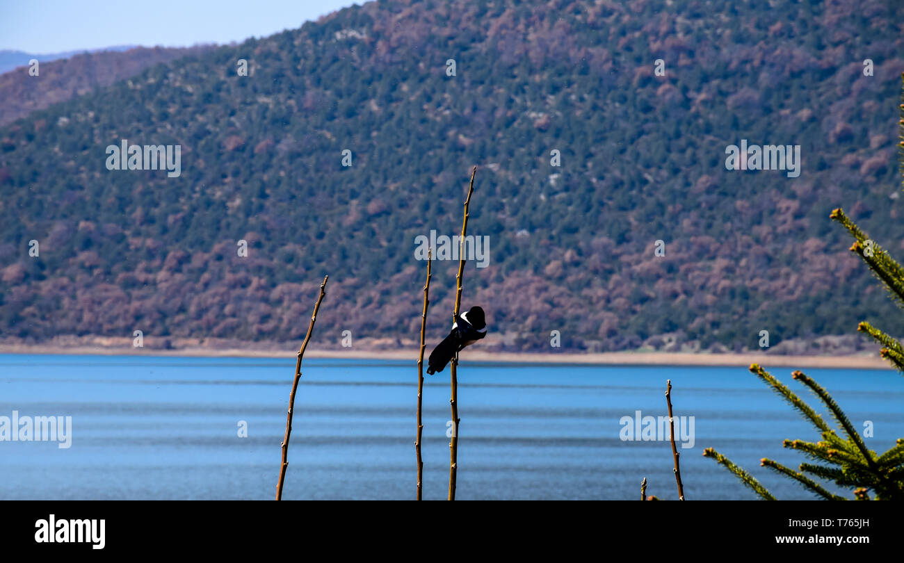 Mountain magpie hi-res stock photography and images - Alamy