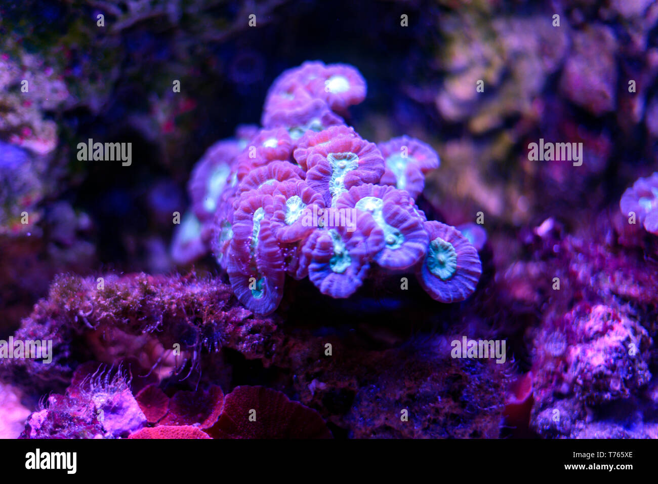 Purple Coral Reef