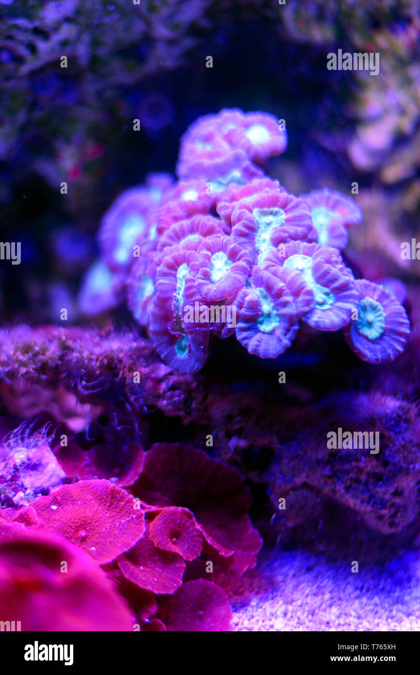 Purple corals hi-res stock photography and images - Alamy