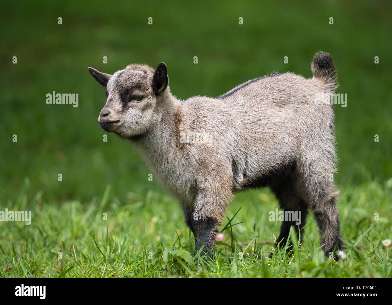 Gray Baby Goat Stock Photo - Alamy