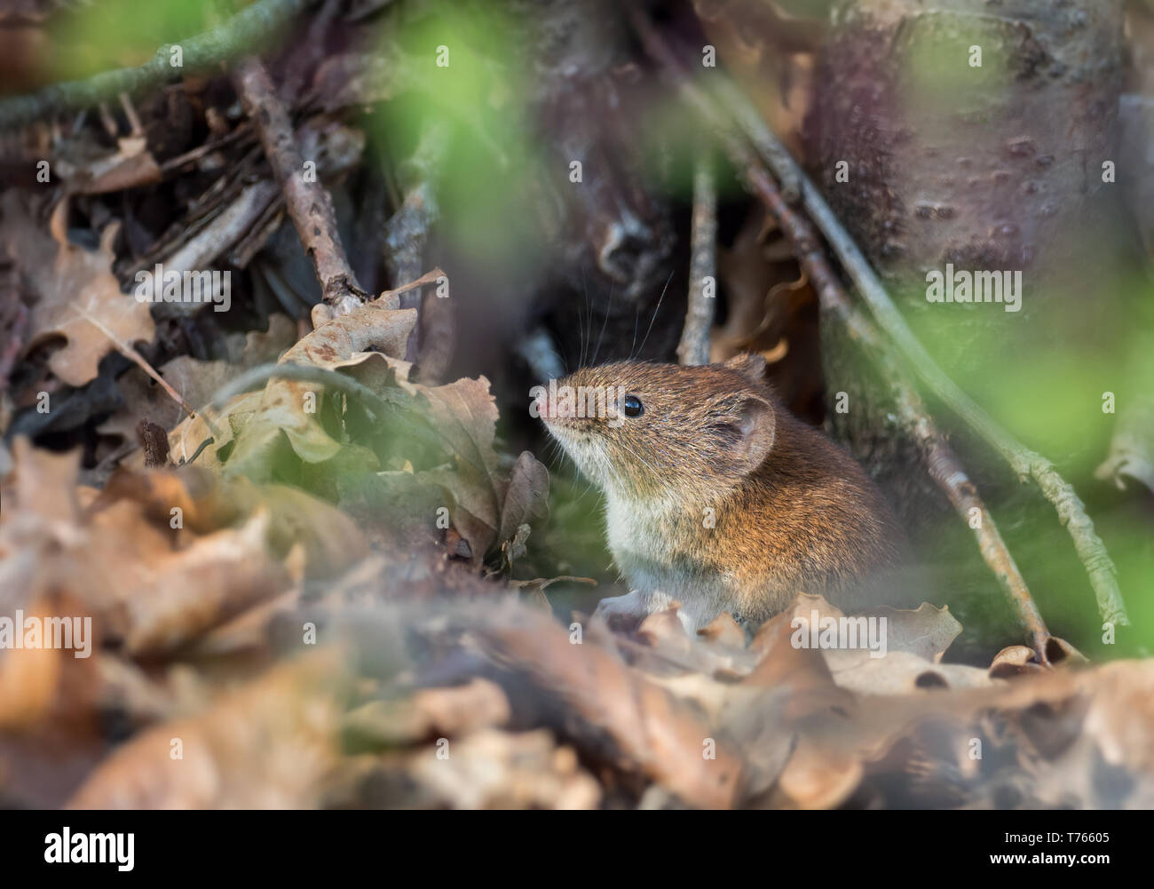 Mounse hiding in forest hi-res stock photography and images - Alamy