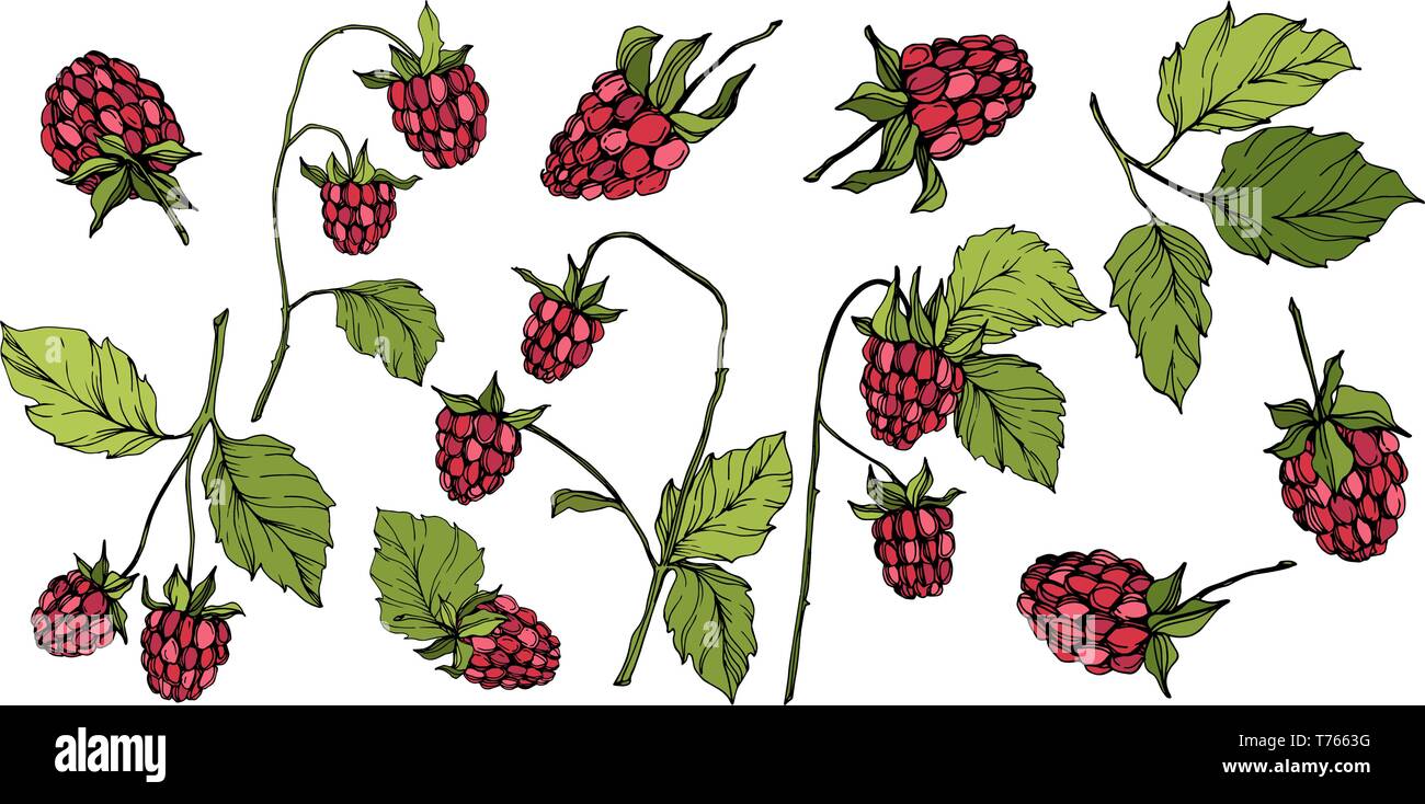 Vector Raspberry healthy food isolated. Red and green engraved ink art ...