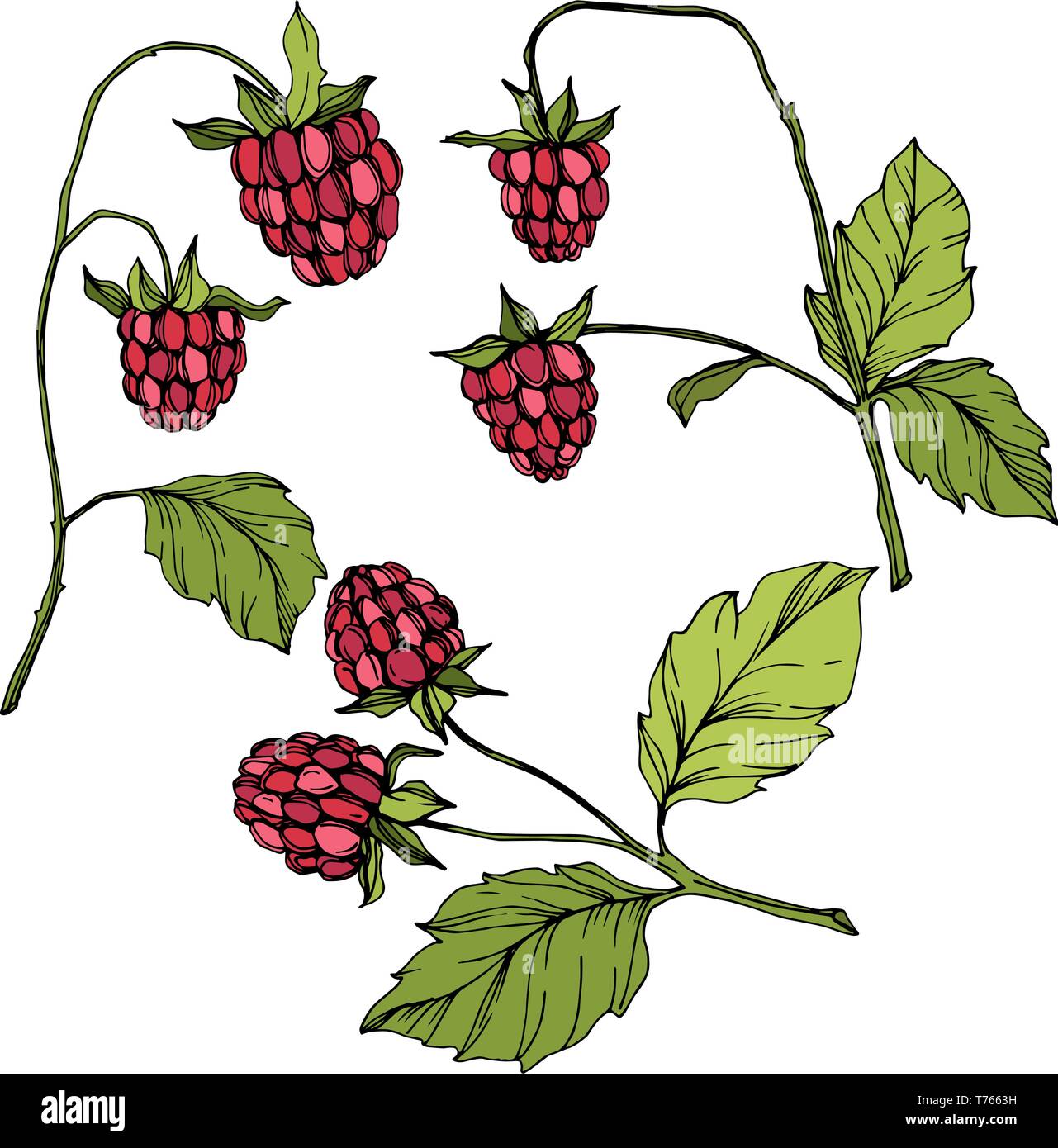 Vector Raspberry healthy food isolated. Red and green engraved ink art ...