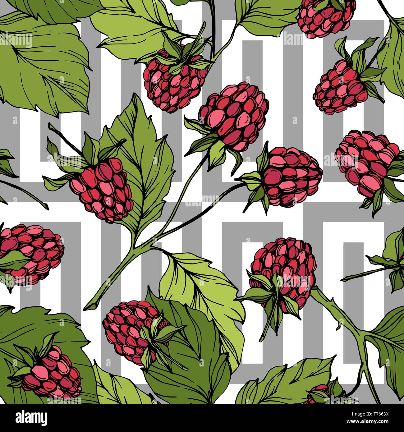 Vector Raspberry healthy food isolated. Red and green engraved ink art ...