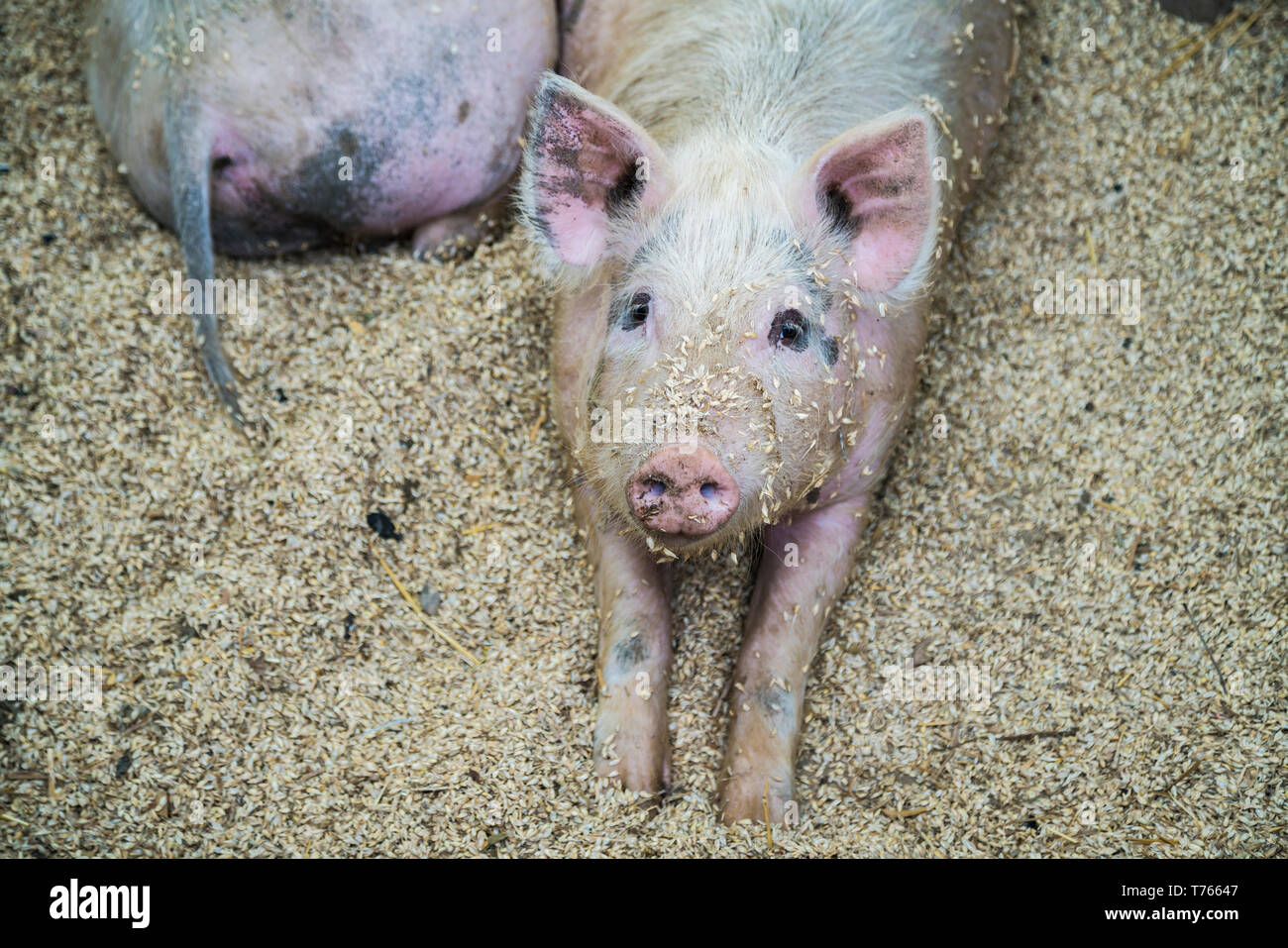 Pigs on the farm. Happy pigs on pig farm Stock Photo - Alamy