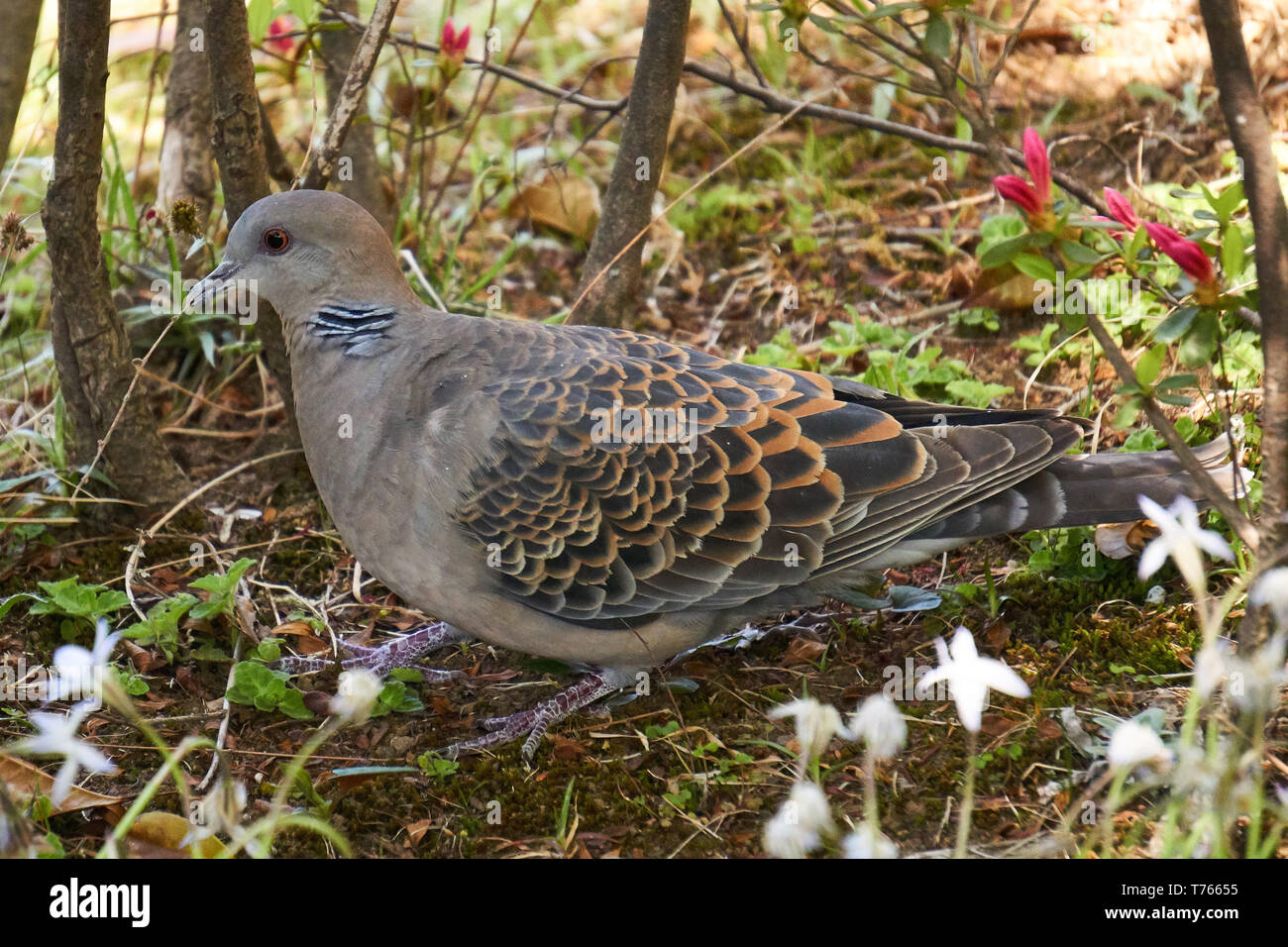 Oriental turtle dove or rufous turtle dove (Streptopelia orientalis ...