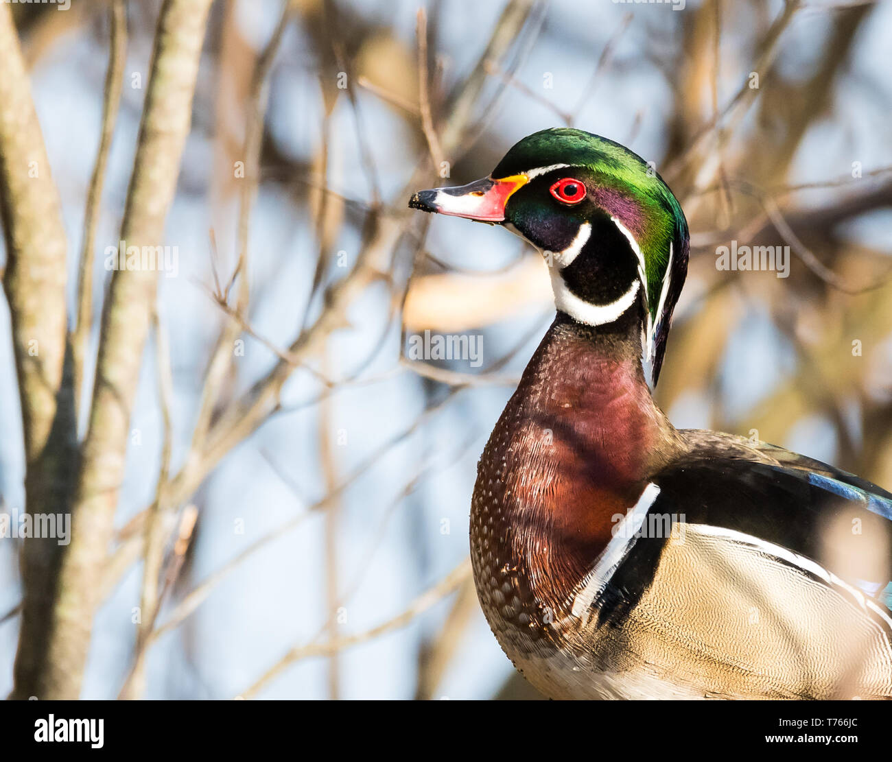 Profile of Wood Duck, showing off his breeding plumage at Horn Pond in ...