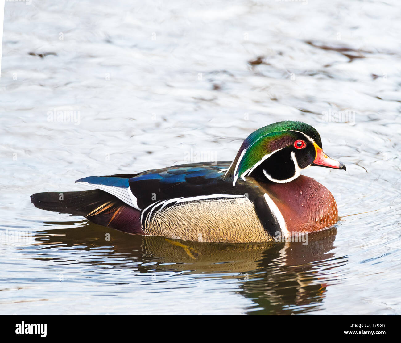Duck horn hi-res stock photography and images - Alamy