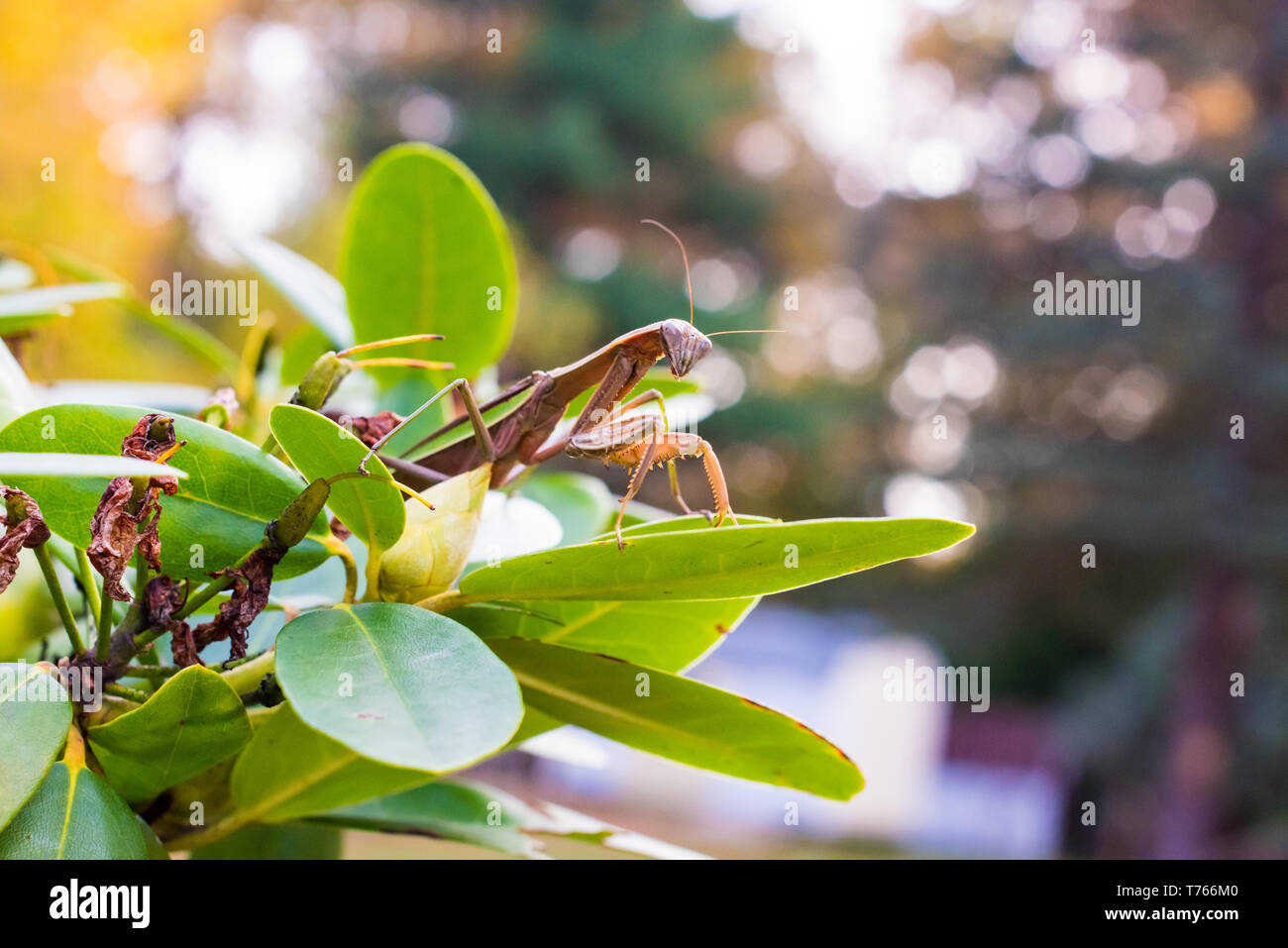 Praying Mantis posing in the backyard Stock Photo - Alamy