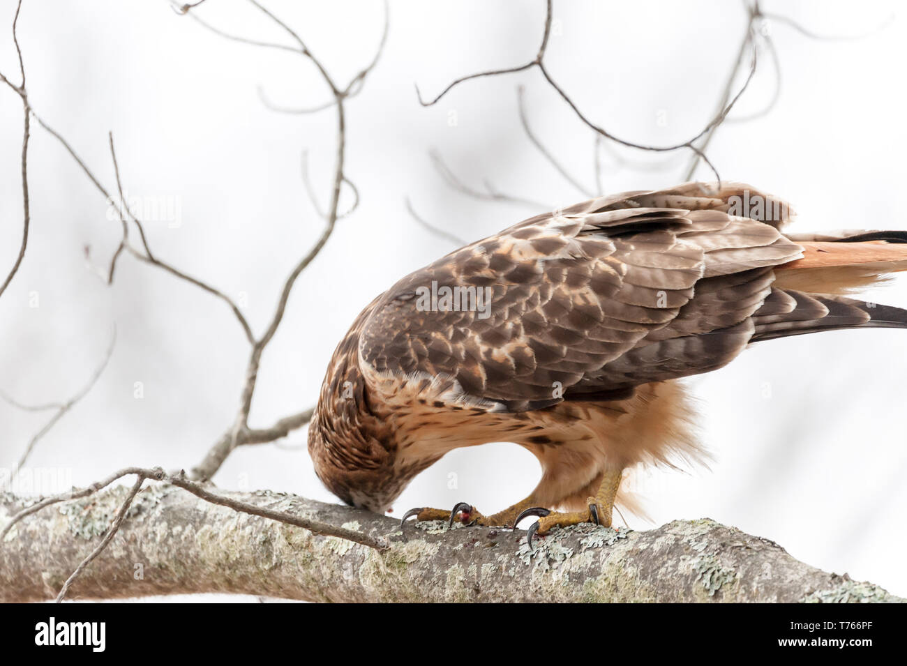 Red tailed hawk cleaning beack on tree branch hi-res stock photography ...