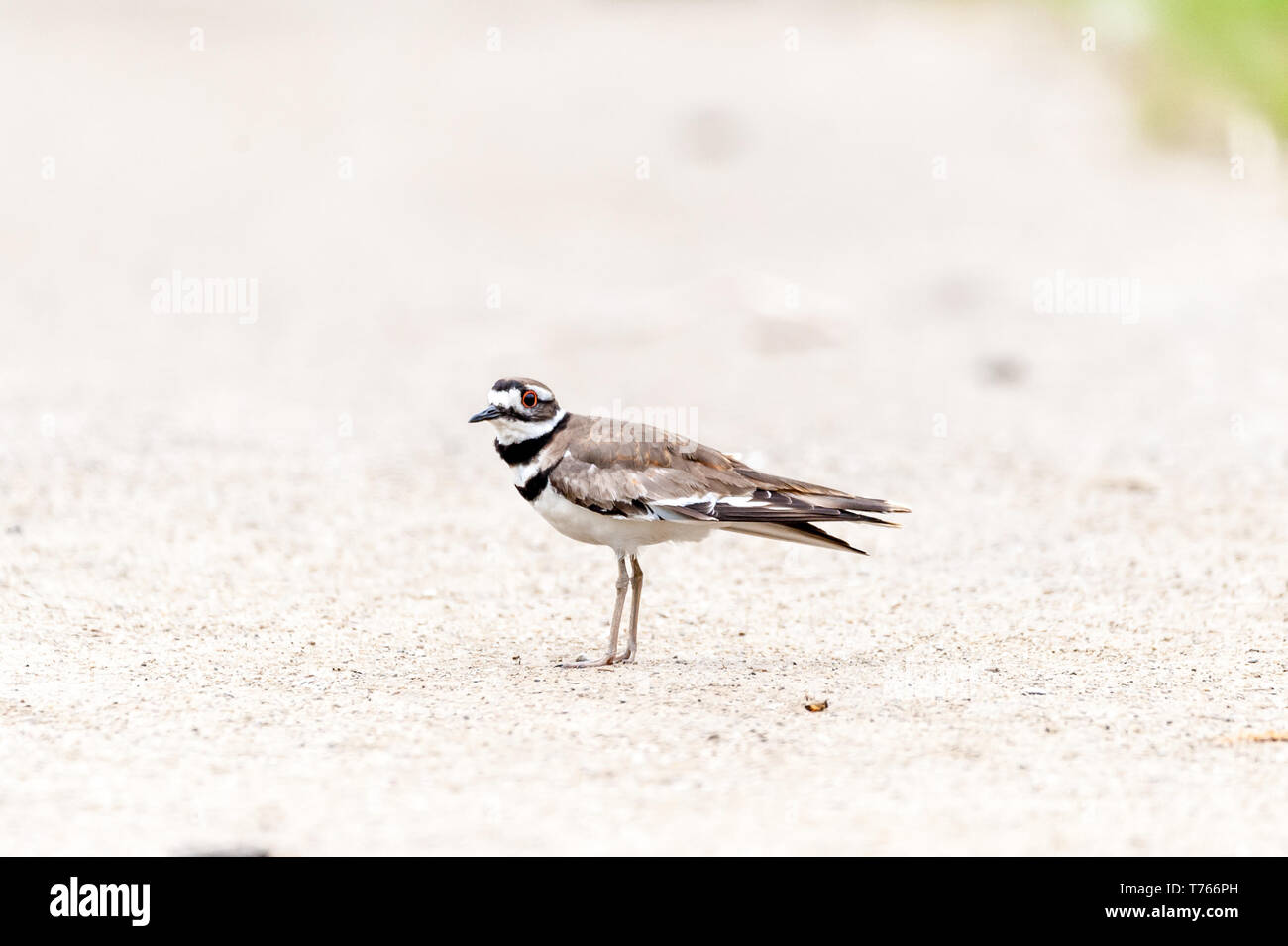 Kildeer plover hi-res stock photography and images - Alamy