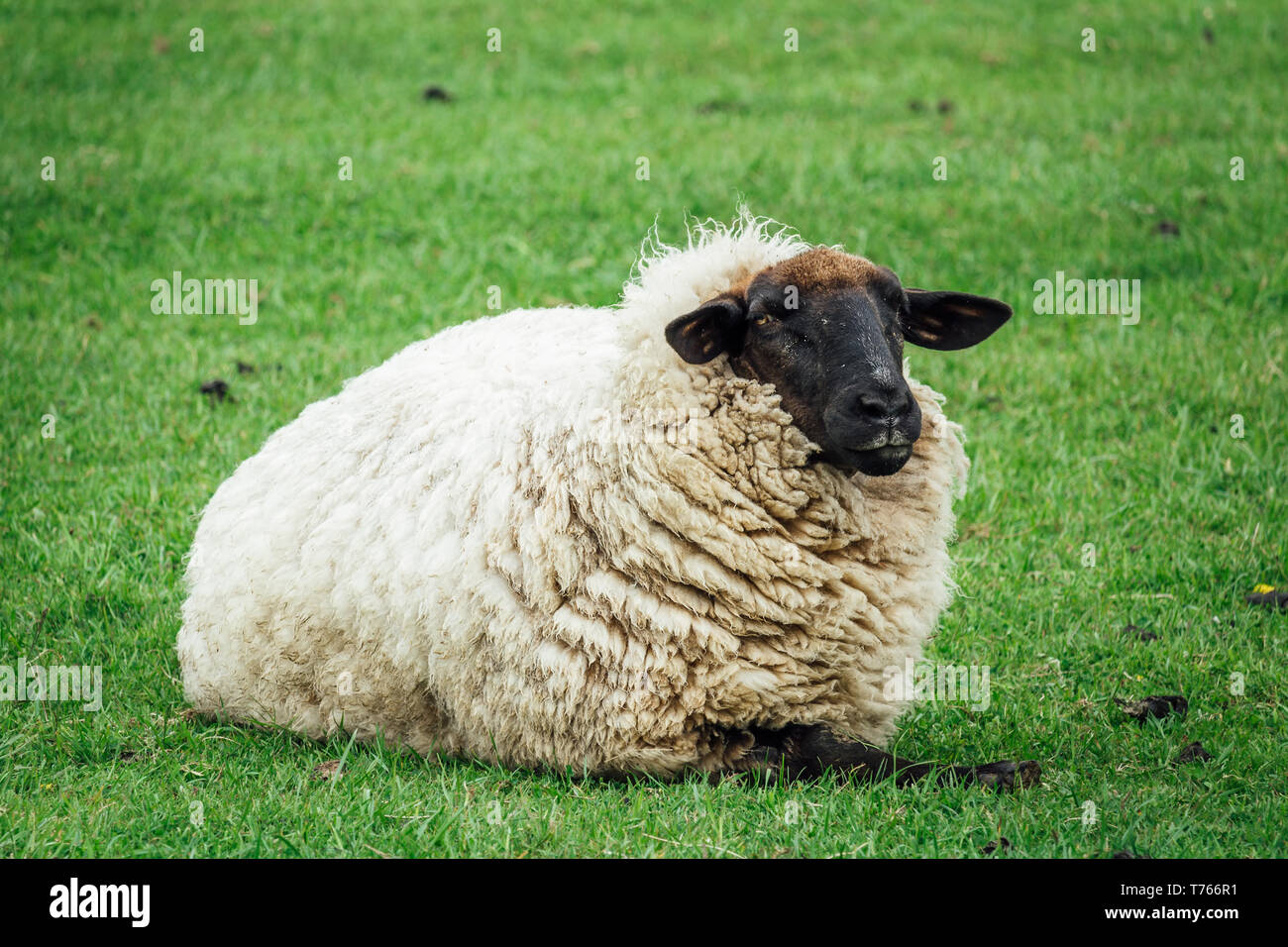 Newborn easter time hi-res stock photography and images - Alamy