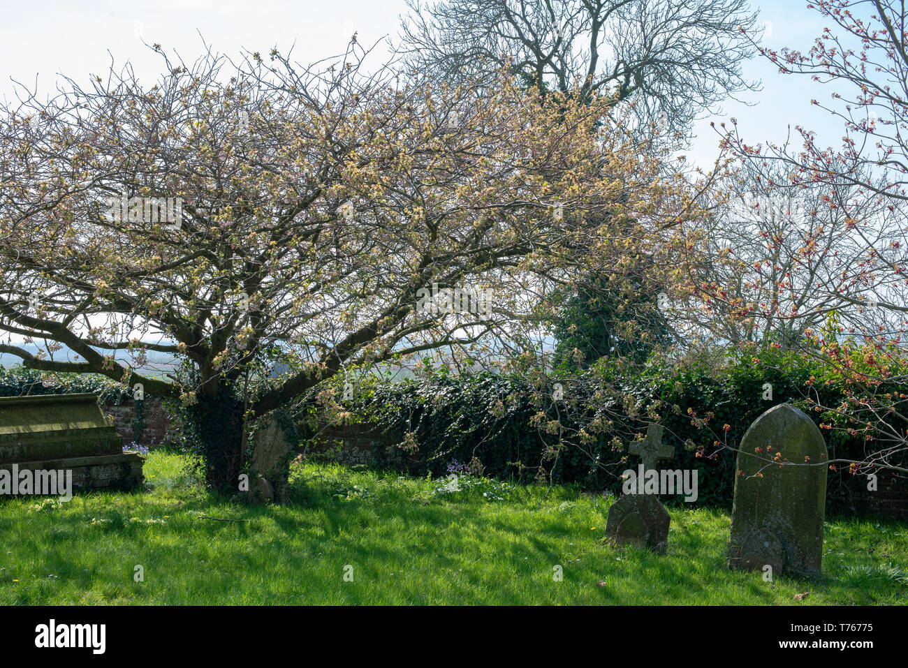 St. Peter's Church, Clippesby Stock Photo - Alamy
