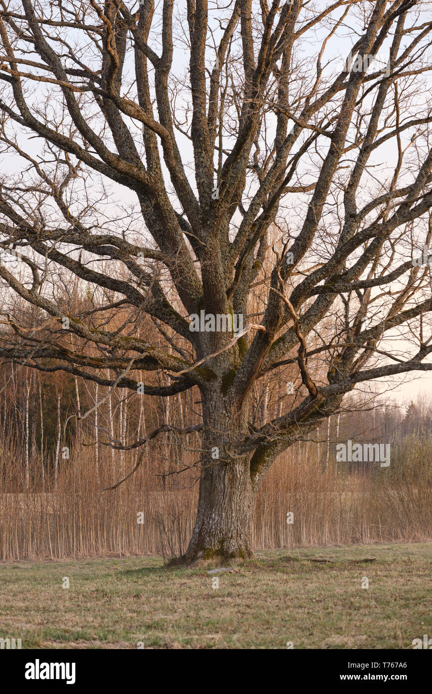 large oak tree in open field in sunset with sun behind it. light mist ...