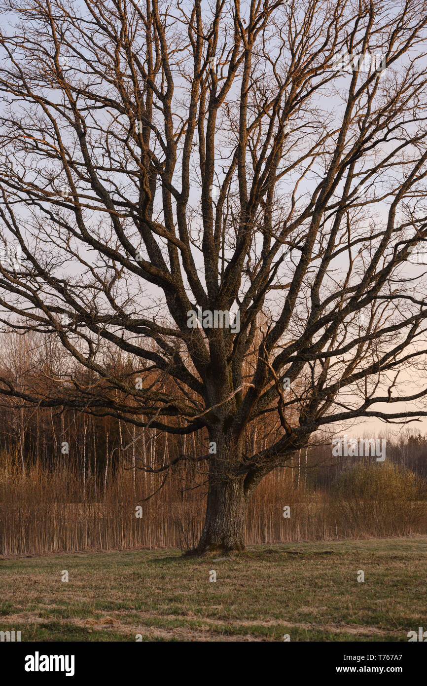 large oak tree in open field in sunset with sun behind it. light mist ...
