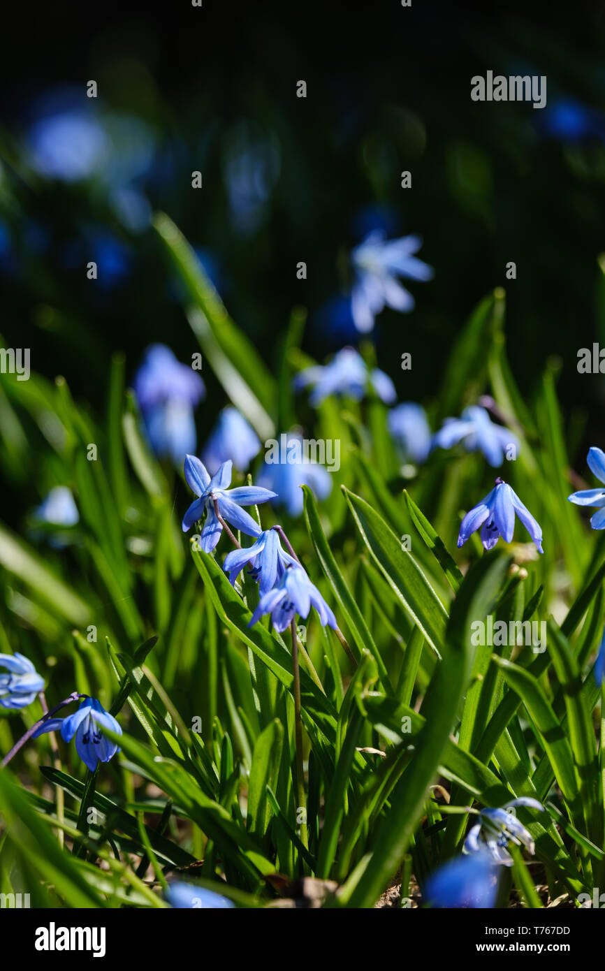 large field of snowdrops flowers in spring green meadow in forest ...
