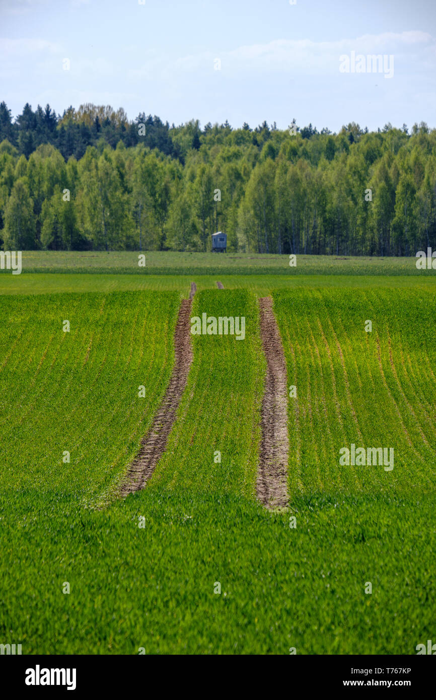 fresh green agriculture fields with tractor track marks in spring time ...
