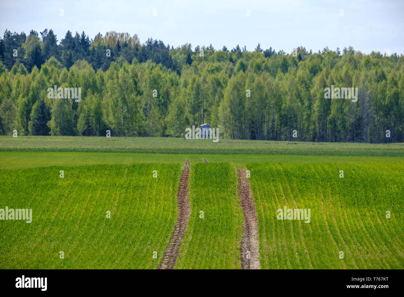 fresh green agriculture fields with tractor track marks in spring time ...