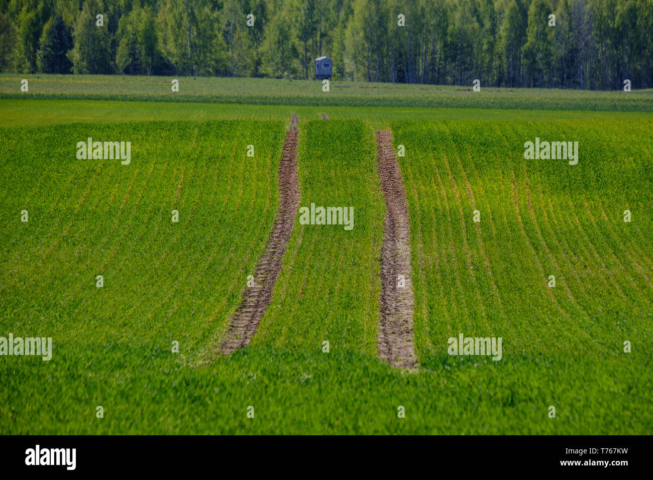 fresh green agriculture fields with tractor track marks in spring time ...