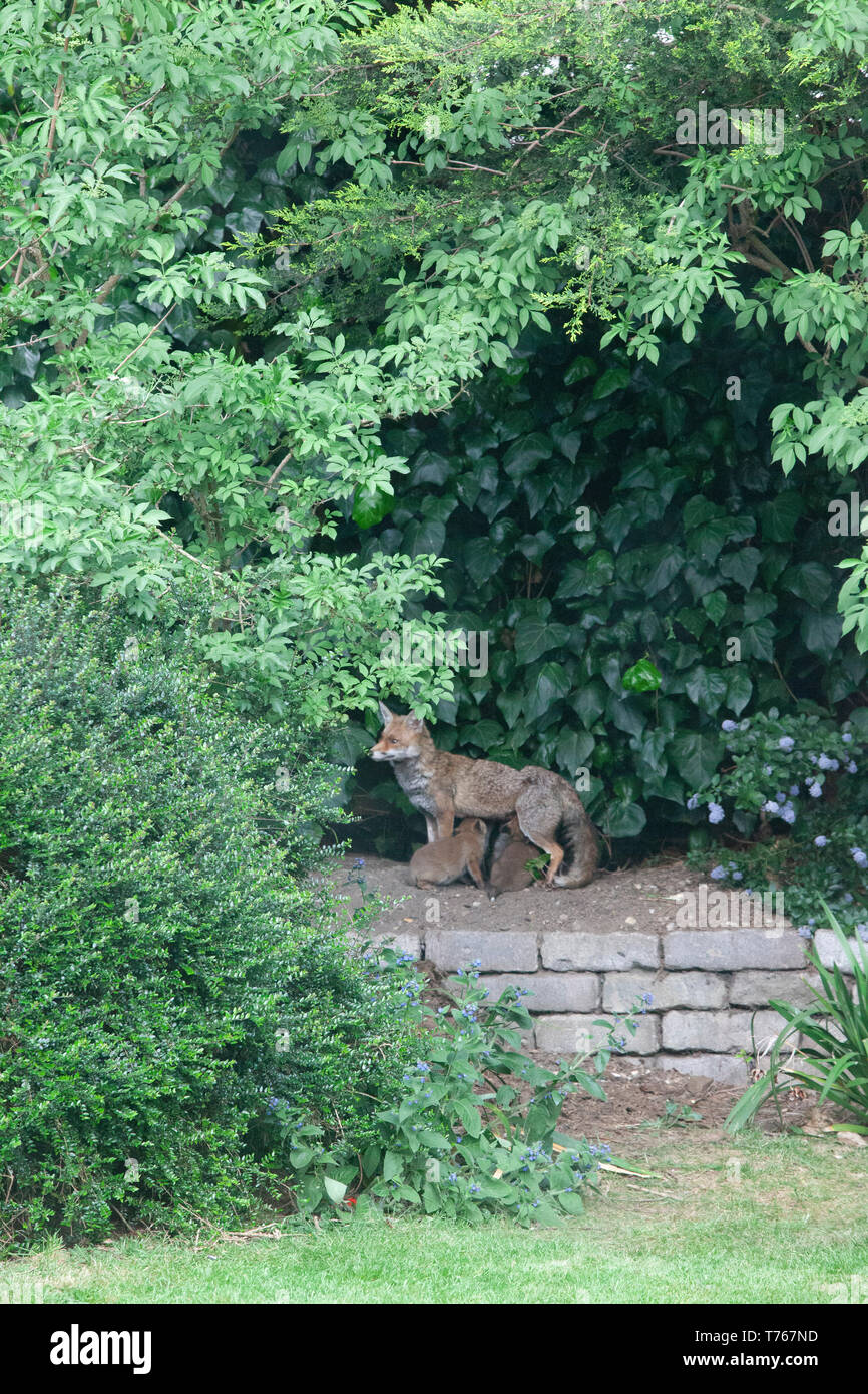 Suburban fox hi-res stock photography and images - Alamy