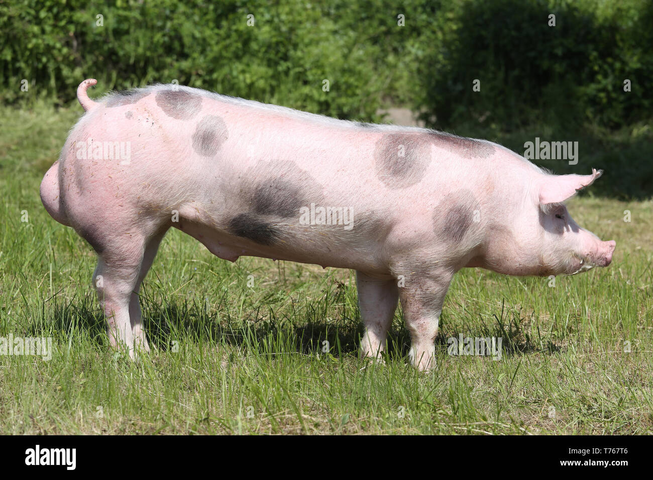 Spotted pietrain pig with black spots on the meadow Stock Photo - Alamy