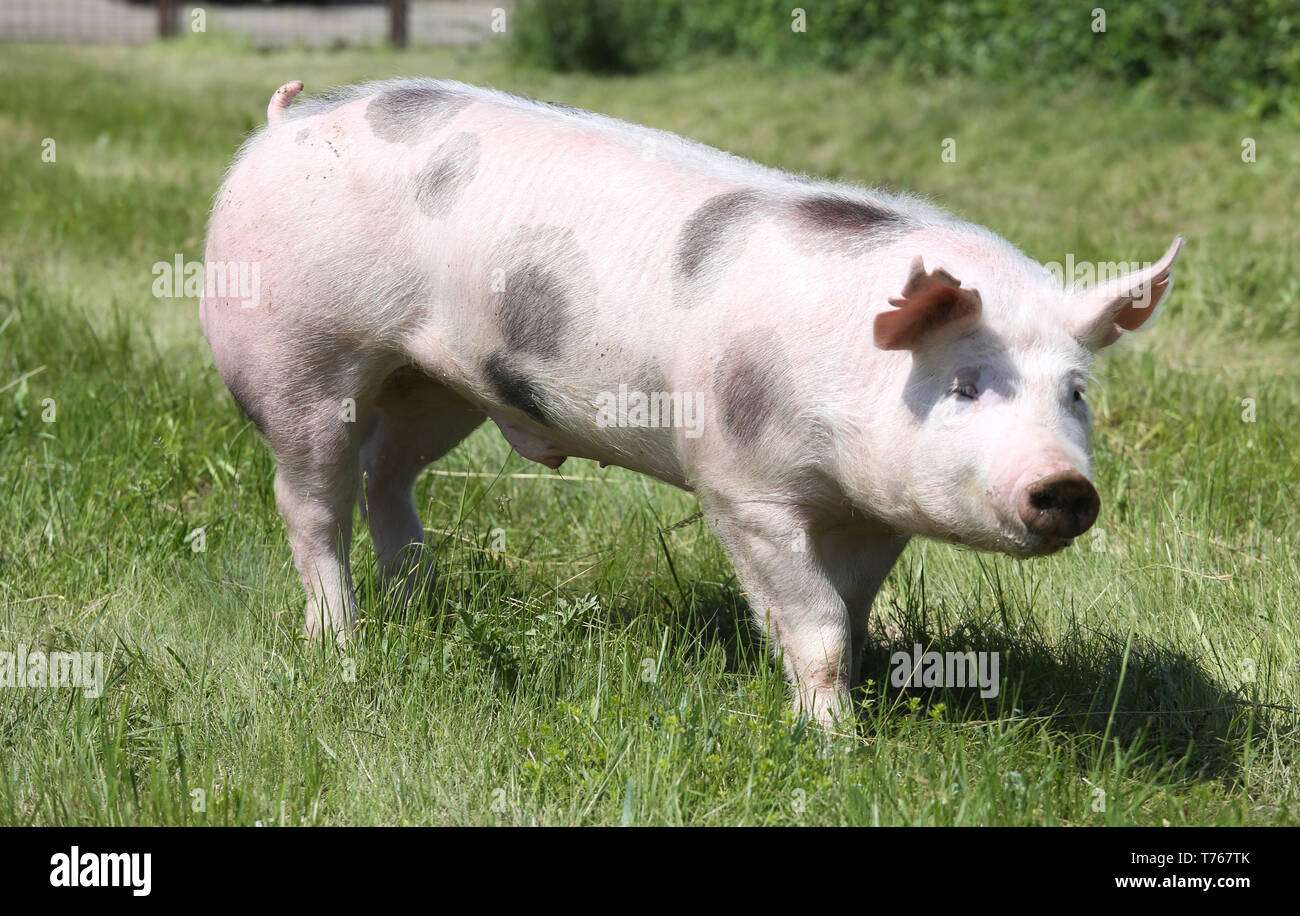 Spotted pig black spots looking hi-res stock photography and images - Alamy