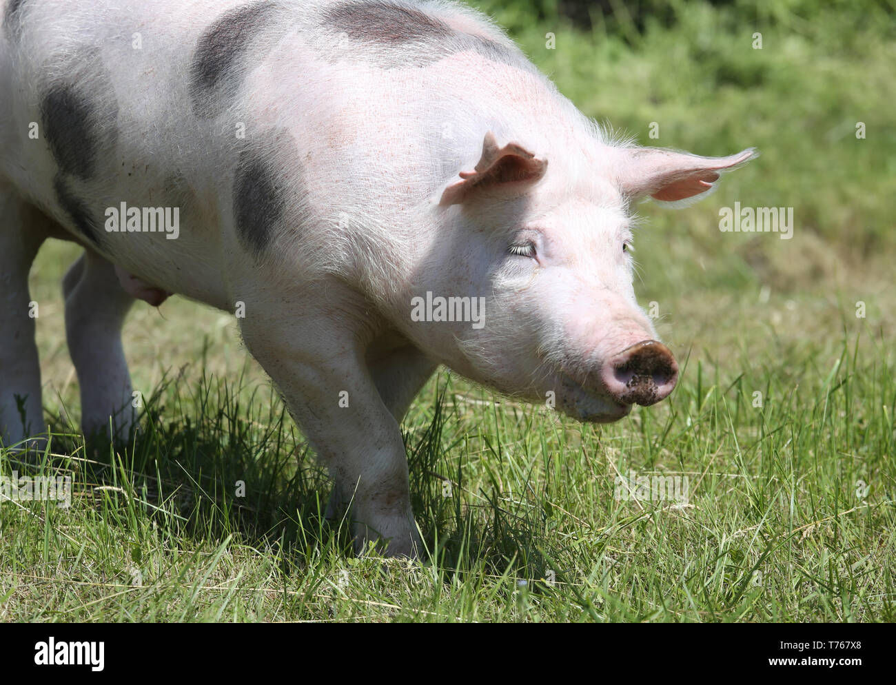 Pietrain piglet hi-res stock photography and images - Alamy