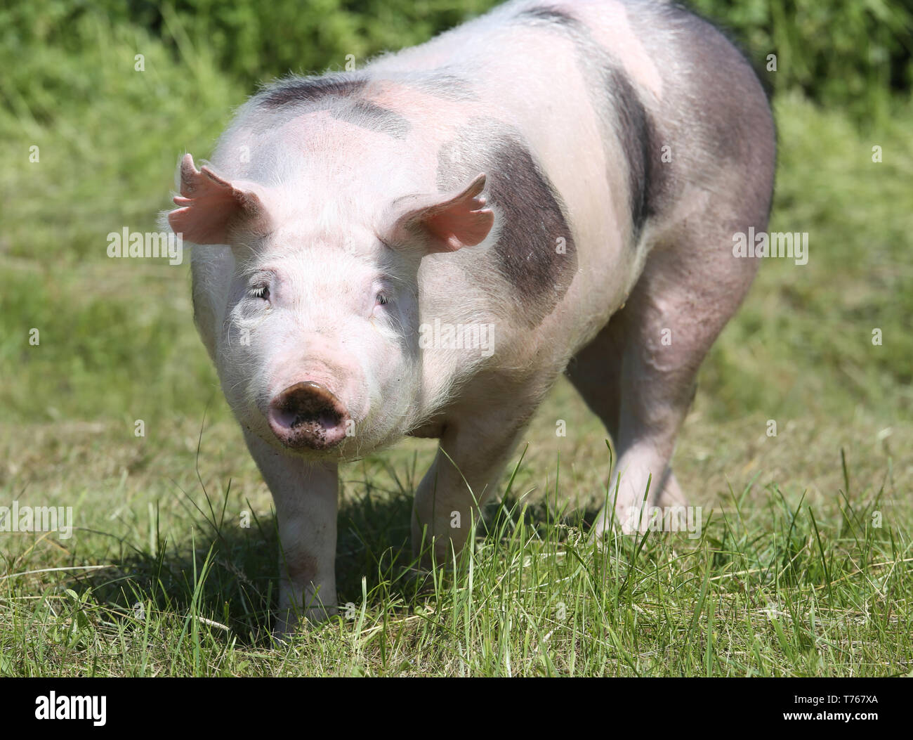 Pietrain piglets hi-res stock photography and images - Alamy