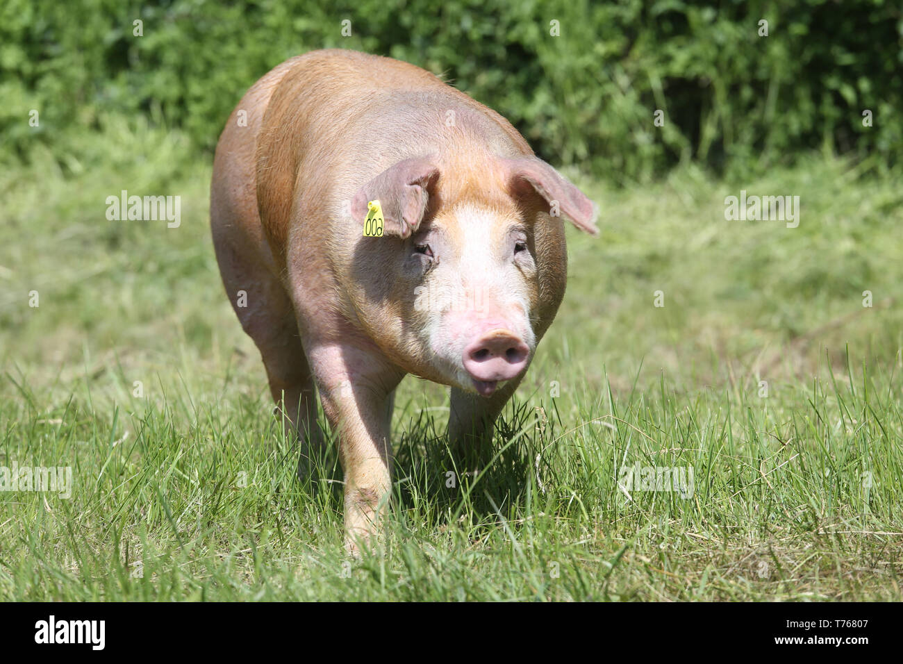 Duroc pig a breed of domestic pig hi-res stock photography and images ...