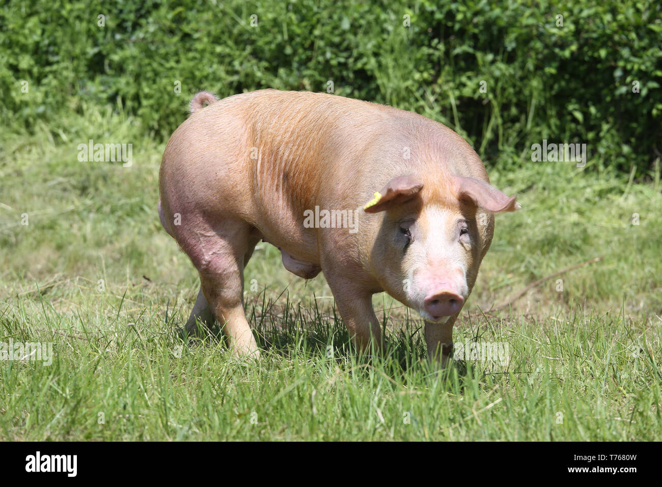 Duroc breed pig at animal farm on pasture Stock Photo - Alamy