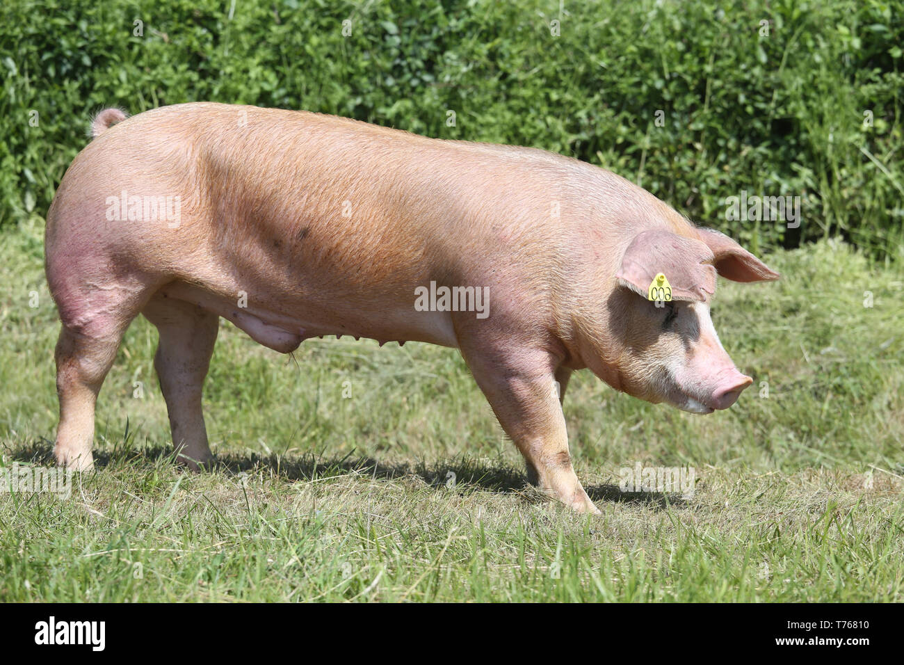 Duroc breed pig at animal farm on pasture summer time Stock Photo - Alamy