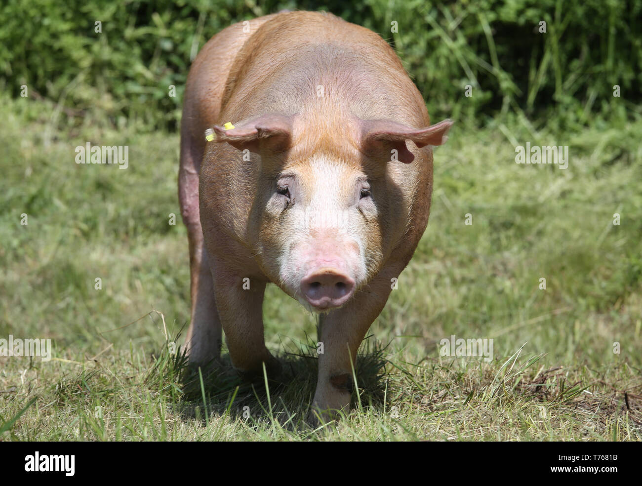 Duroc hog hi-res stock photography and images - Alamy