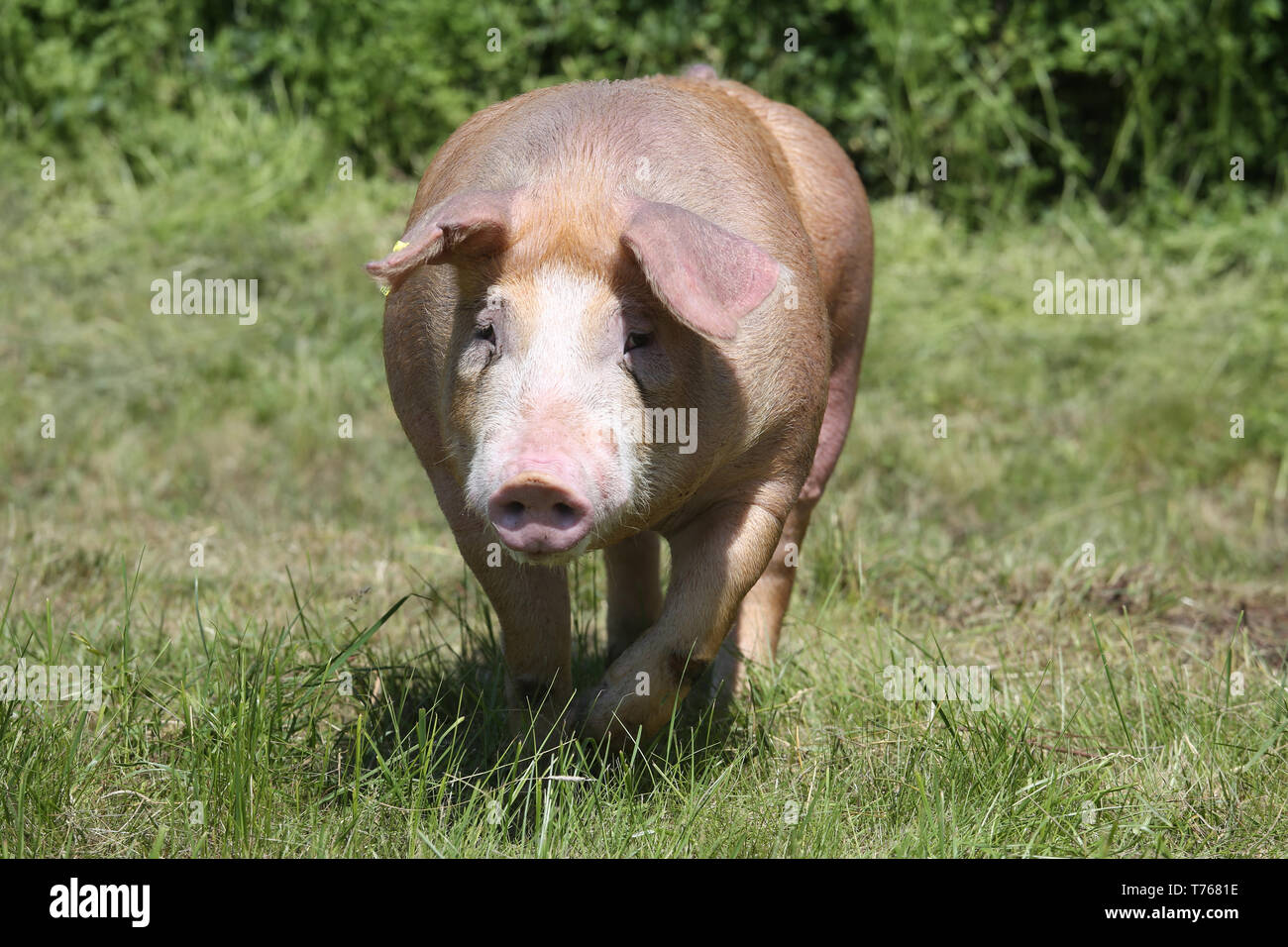 Duroc pig a breed of domestic pig hi-res stock photography and images ...