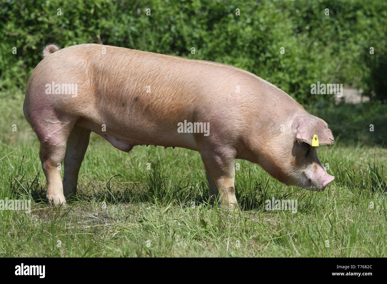 Duroc pig a breed of domestic pig hi-res stock photography and images ...