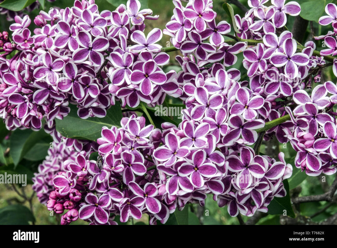 Syringa sensation hi-res stock photography and images - Alamy