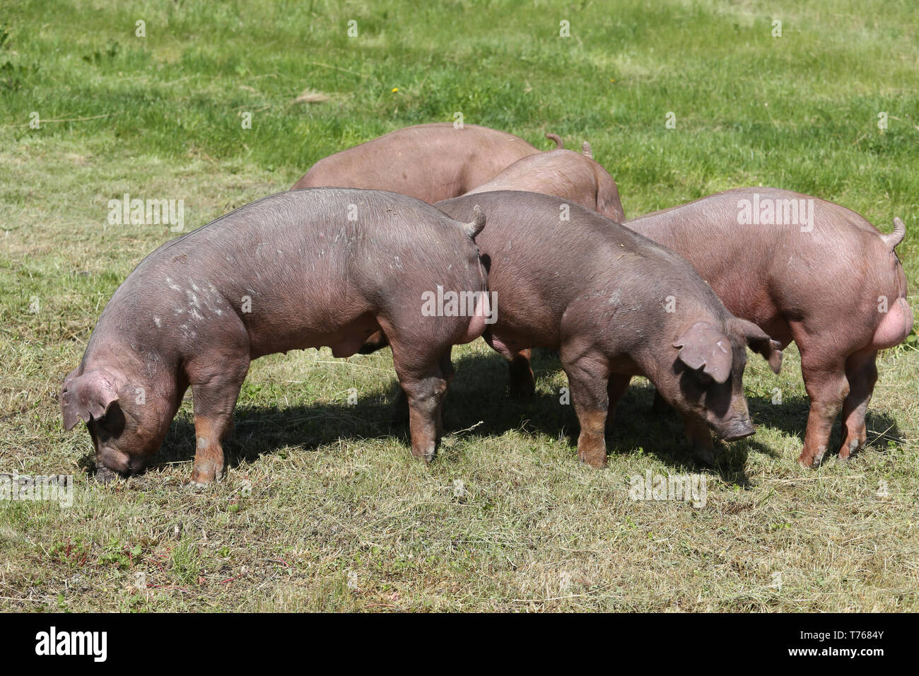 Duroc breed pigs at animal farm on pasture Stock Photo - Alamy