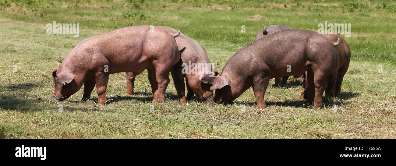 Duroc Piglet High Resolution Stock Photography and Images - Alamy
