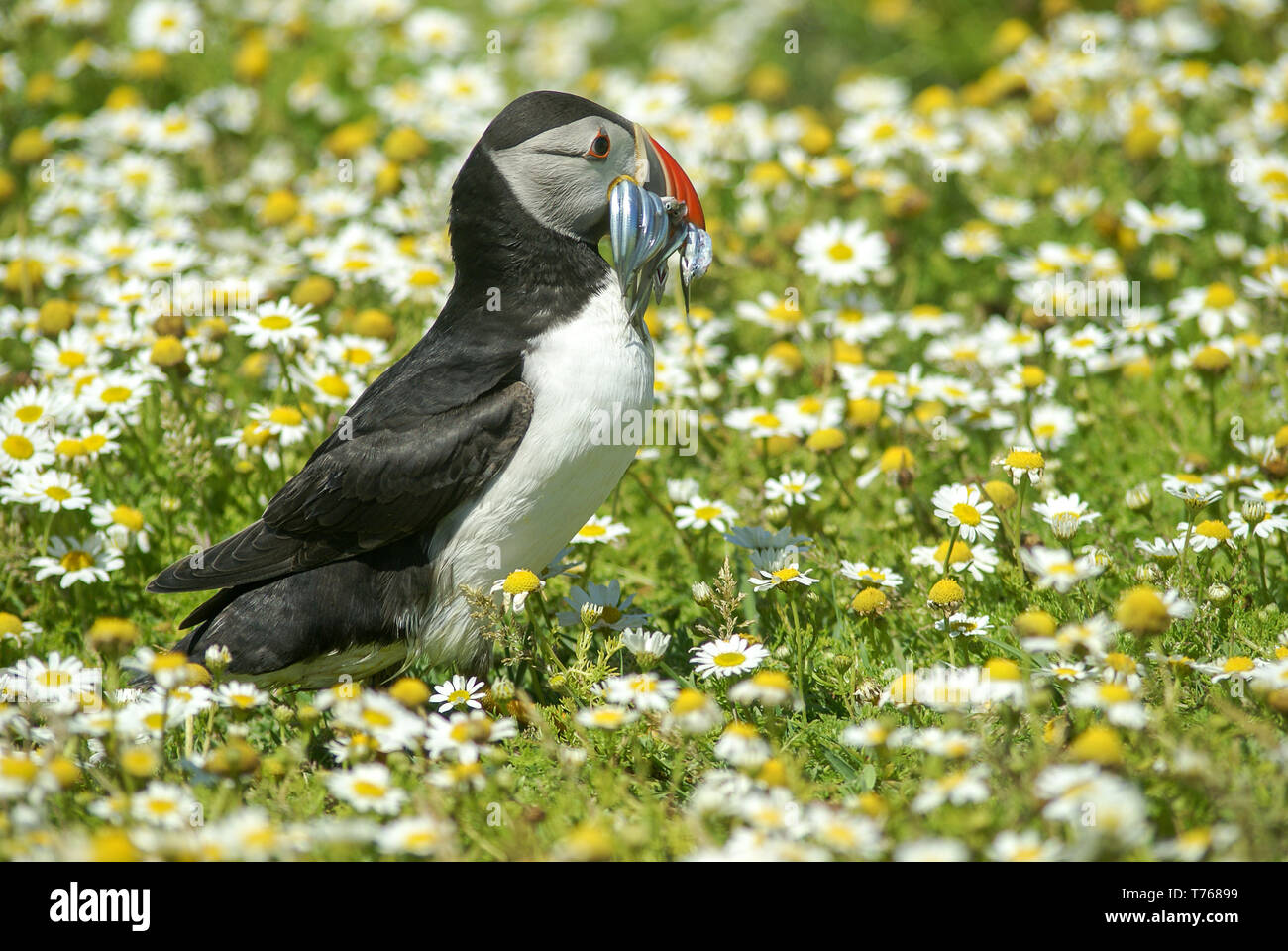 Puffin with sandeels walking in the flowers on Skomer Island Stock ...