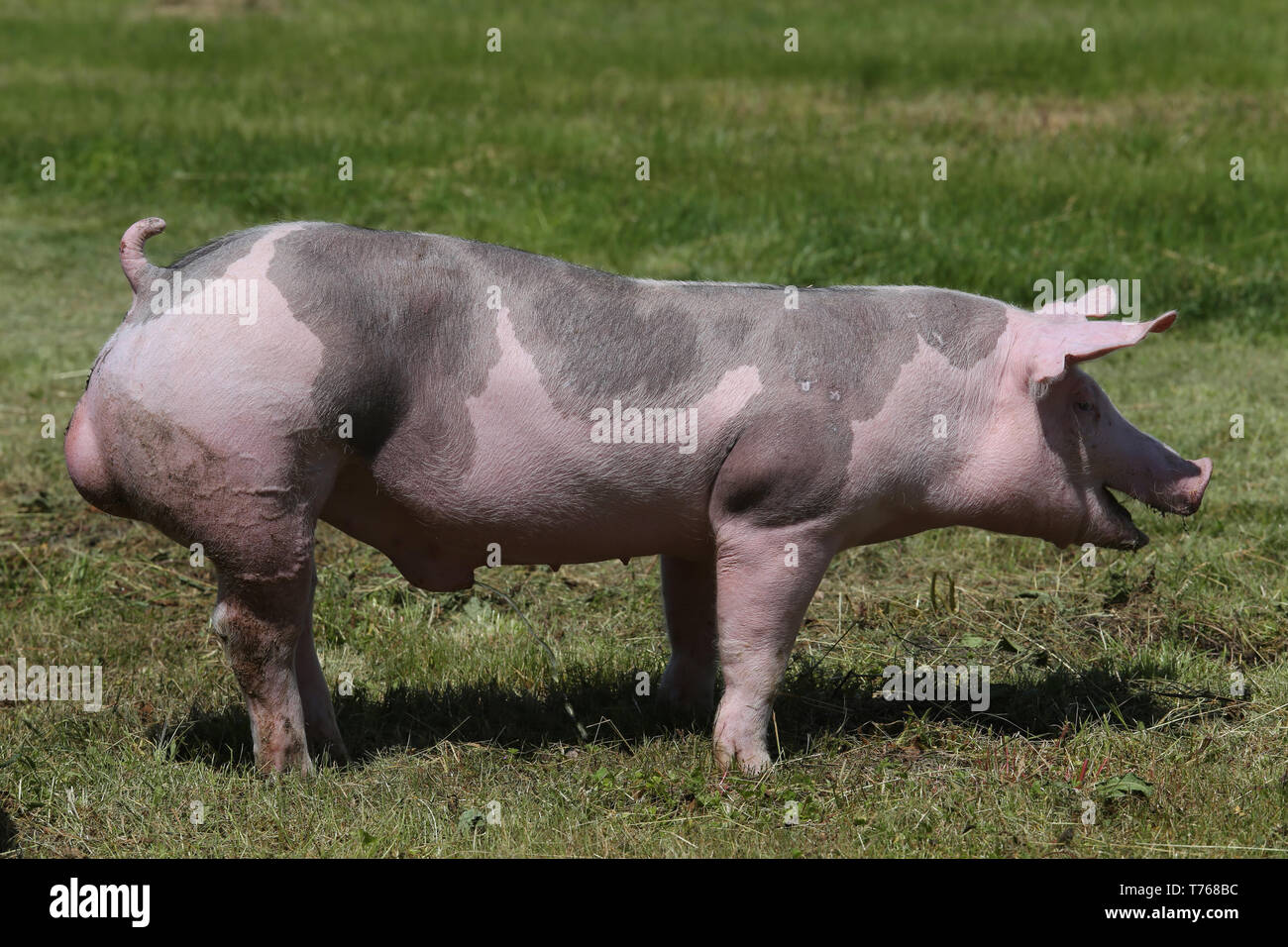 Duroc piglets hi-res stock photography and images - Alamy