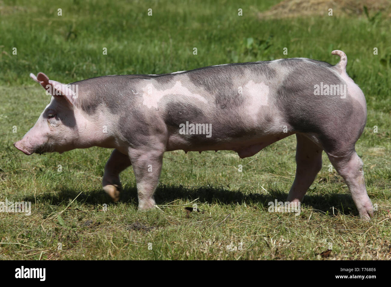 Duroc piglets hi-res stock photography and images - Alamy