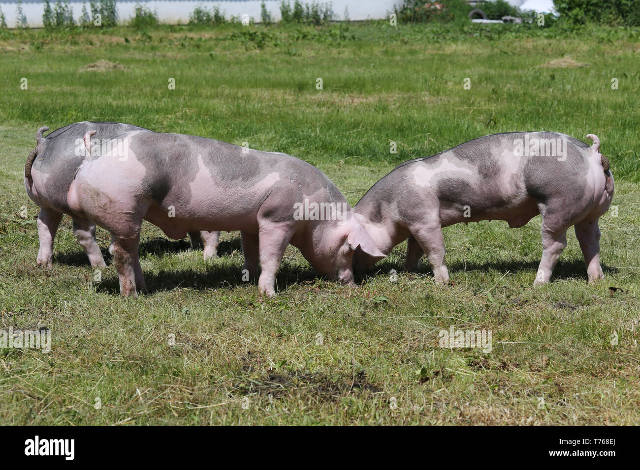 Duroc breed pigs grazing at animal farm on pasture Stock Photo - Alamy